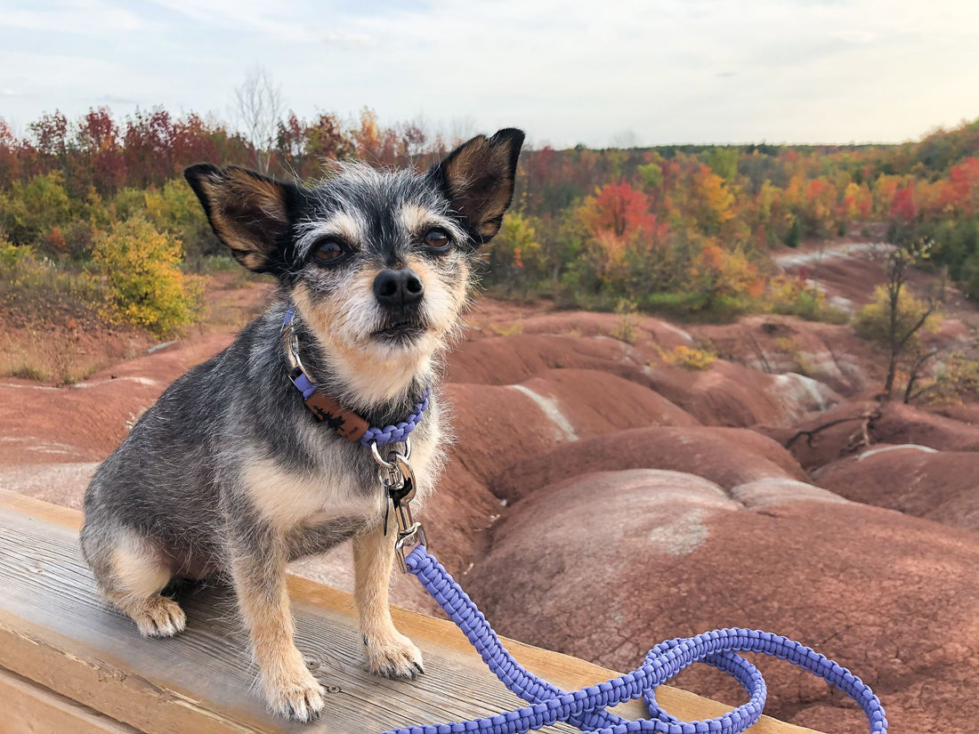 Leash - Stanley Park Periwinkle – Pup + Pine